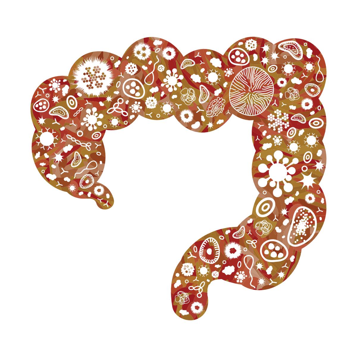 Study Shows Wellmune® May Help Our Intestine Protect Us From Infection ...